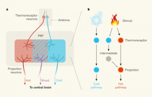 Thermoreceptors: Definition & Function