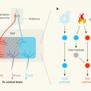 Thermoreceptors - The Education Training
