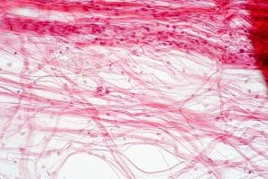 Areolar Tissue: Definition, Functions, Structure & Location