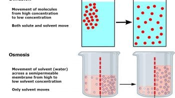 Diffusion: Meaning, Types, Importance in Plants, Animals and Cells